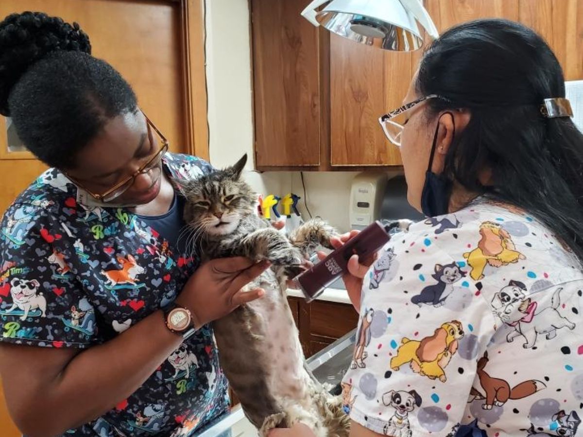 Veterinary Surgery In Phoenix, AZ | Westridge Animal Hospital