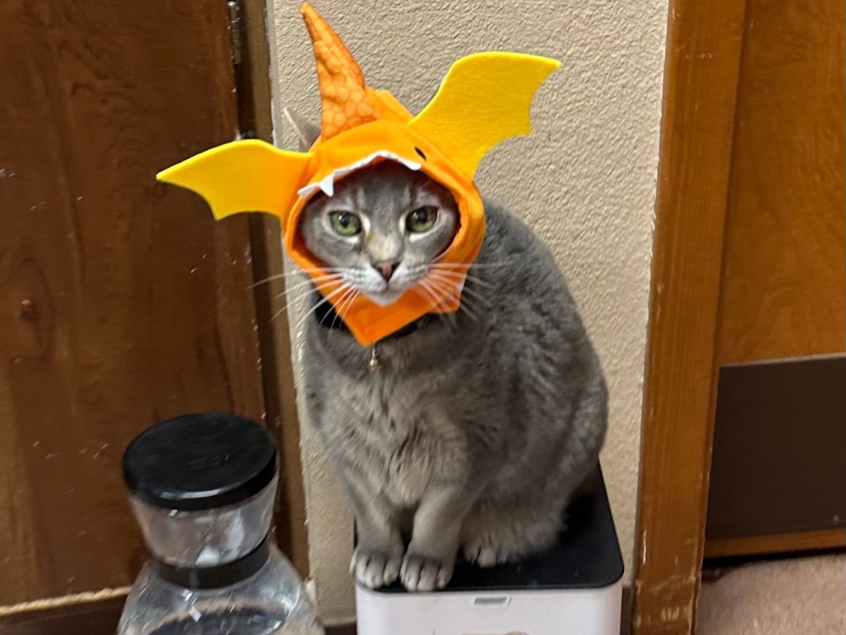 Pet Information In Phoenix, AZ | Westridge Animal Hospital